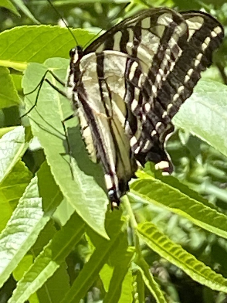 Western Tiger Swallowtail from Redwood Grove Nature Preserve, Los Altos ...
