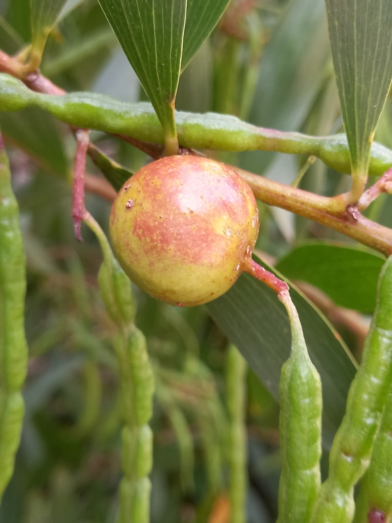 Longleaf Wattle Gall Wasp in May 2024 by hazerider. seed pod growing ...
