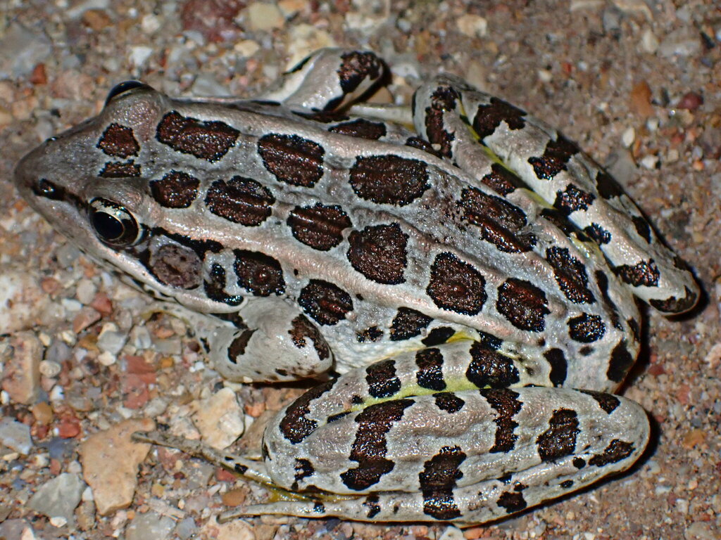 Pickerel Frog in May 2024 by Caleb Wardlaw · iNaturalist