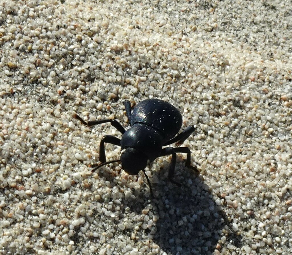 Asbolus laevis from Riverside County, CA, USA on May 7, 2024 at 07:24 ...