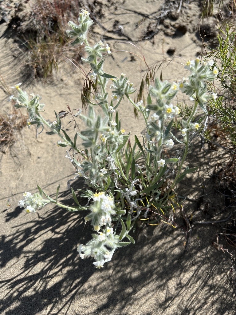 Gray Cryptantha from Grant County, WA, USA on May 6, 2024 at 03:17 PM ...