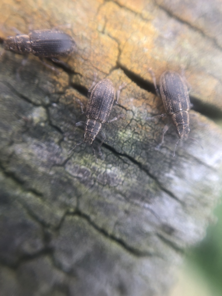 Broad-nosed Weevils from North Atlantic Ocean, Bridlington, England, GB ...