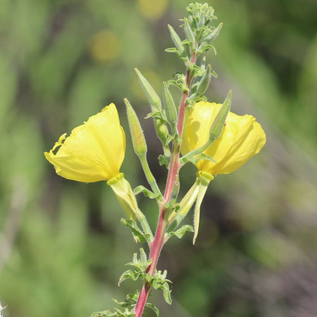 tall evening primrose from Arcadia, CA, USA on April 30, 2024 at 11:41 ...