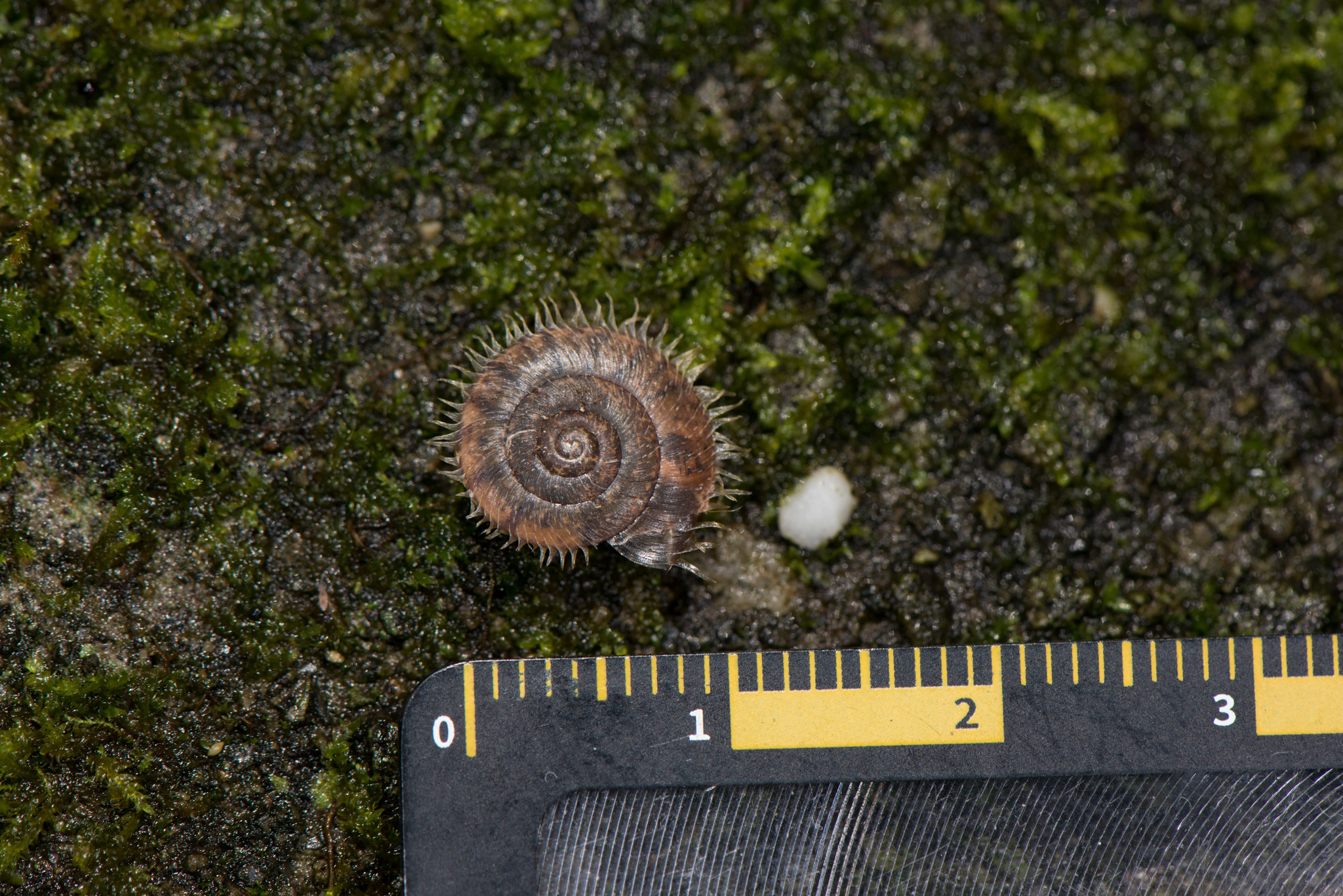 Aegista Albers, 1850