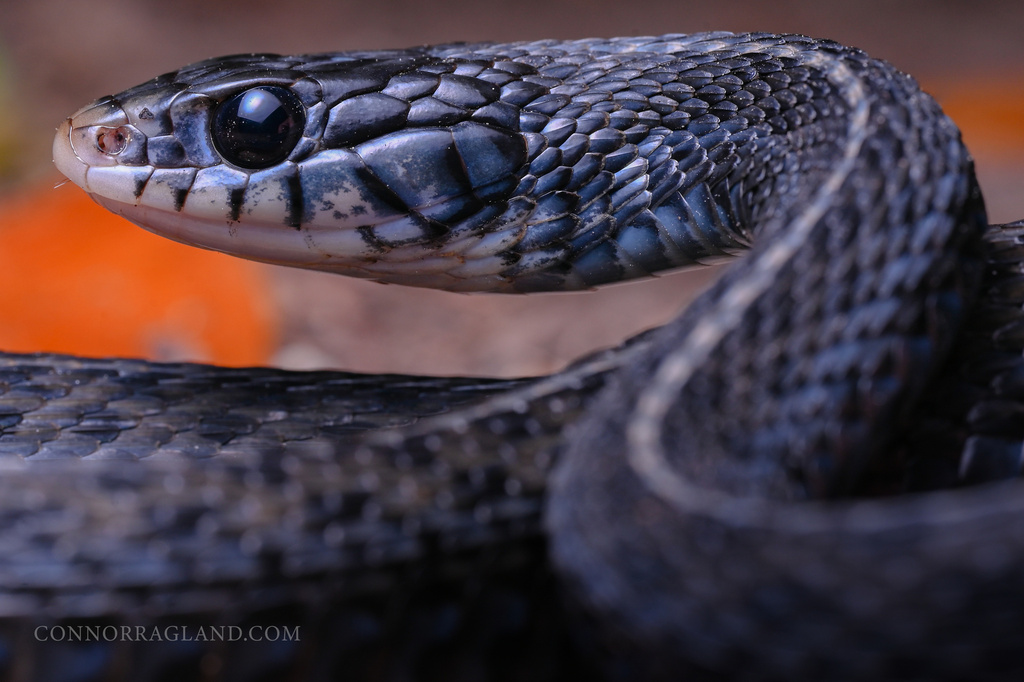 Eastern Garter Snake in April 2023 by connorragland · iNaturalist