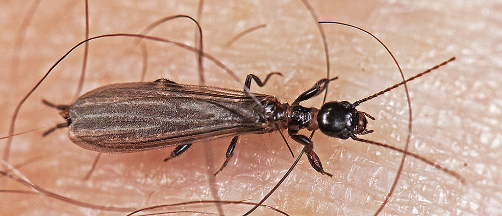 Black Webspinner from Canyon Lake, TX, USA on May 6, 2024 at 10:17 PM ...