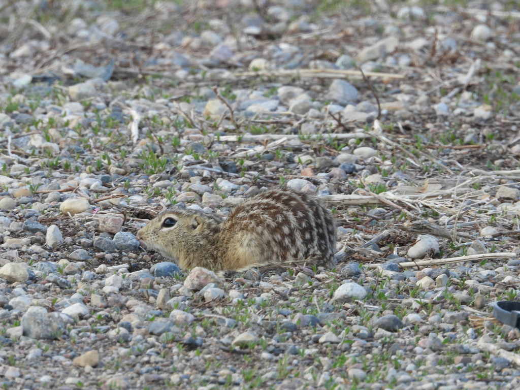 Lined Ground Squirrels from Regina, SK, Canada on May 4, 2024 at 05:14 ...
