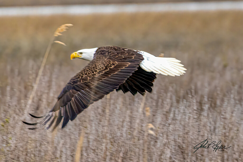 Bald Eagle from Kent County, DE, USA on April 07, 2024 at 08:33 AM by ...