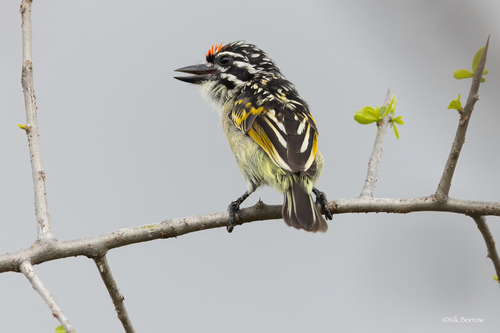 Subspecies Pogoniulus uropygialis affinis · iNaturalist