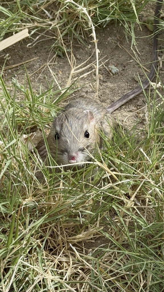 Kangaroo Rats from Olancha, CA, US on May 4, 2024 at 08:48 AM by ...