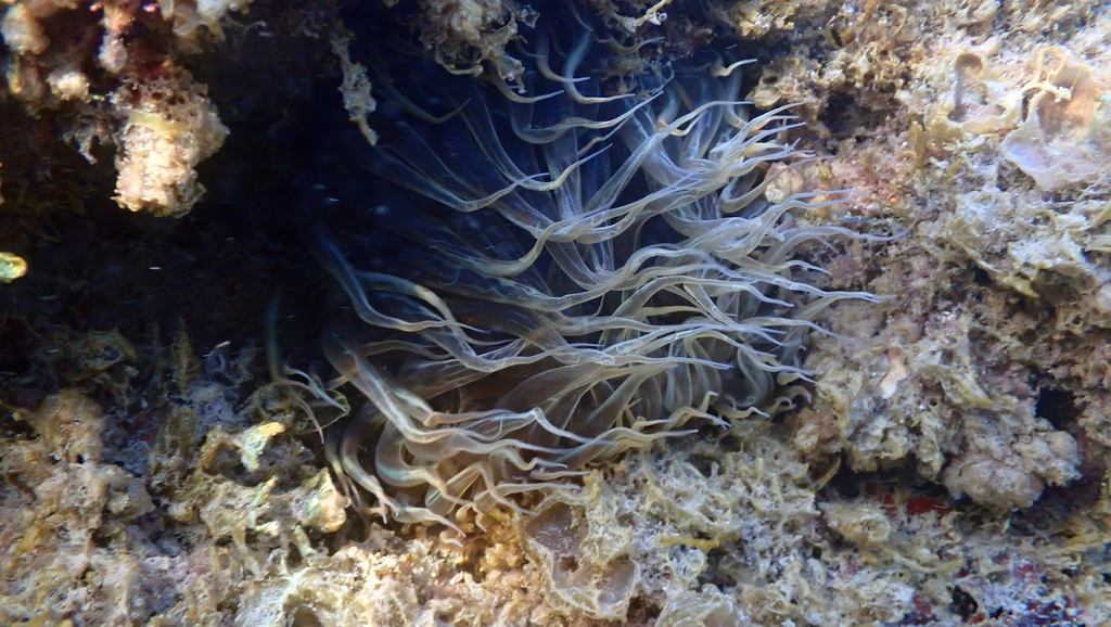 Trumpet anemone from Playa La Caleta, Cádiz, Espanha on June 16, 2023 ...