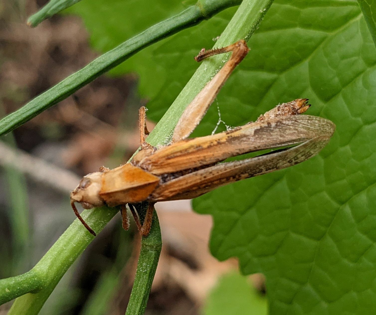 Entomophaga grylli
