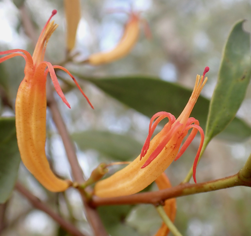 Long-flower Mistletoe from Goomboorian National Park, Wolvi QLD 4570 ...