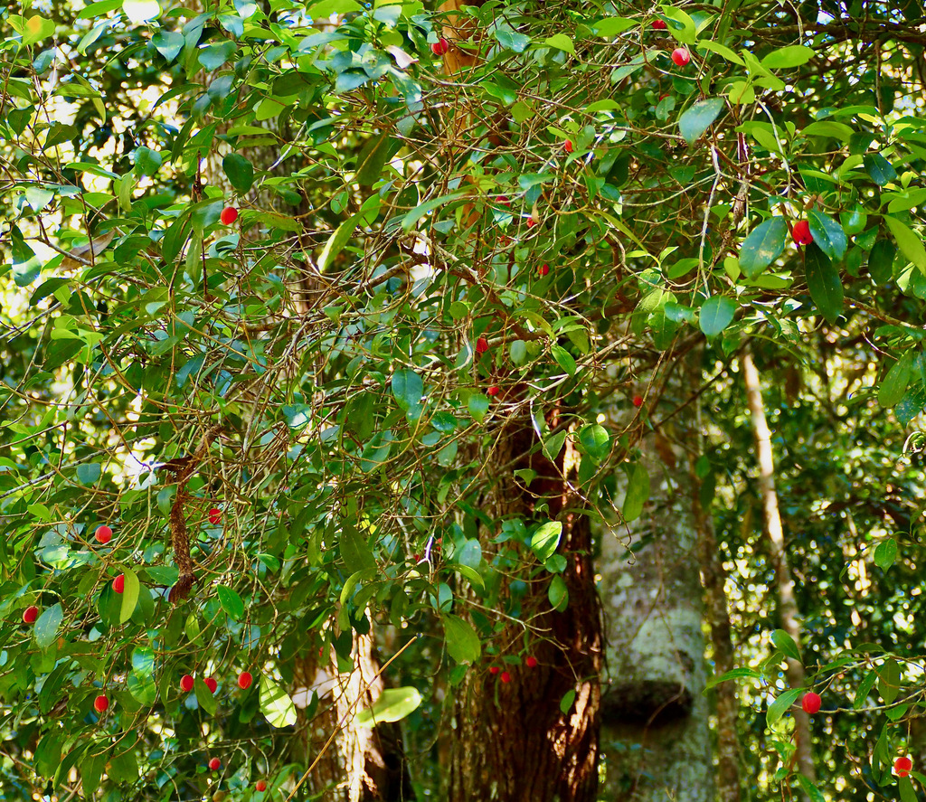 Fontainea rostrata from Goomboorian National Park, Wolvi QLD 4570 ...