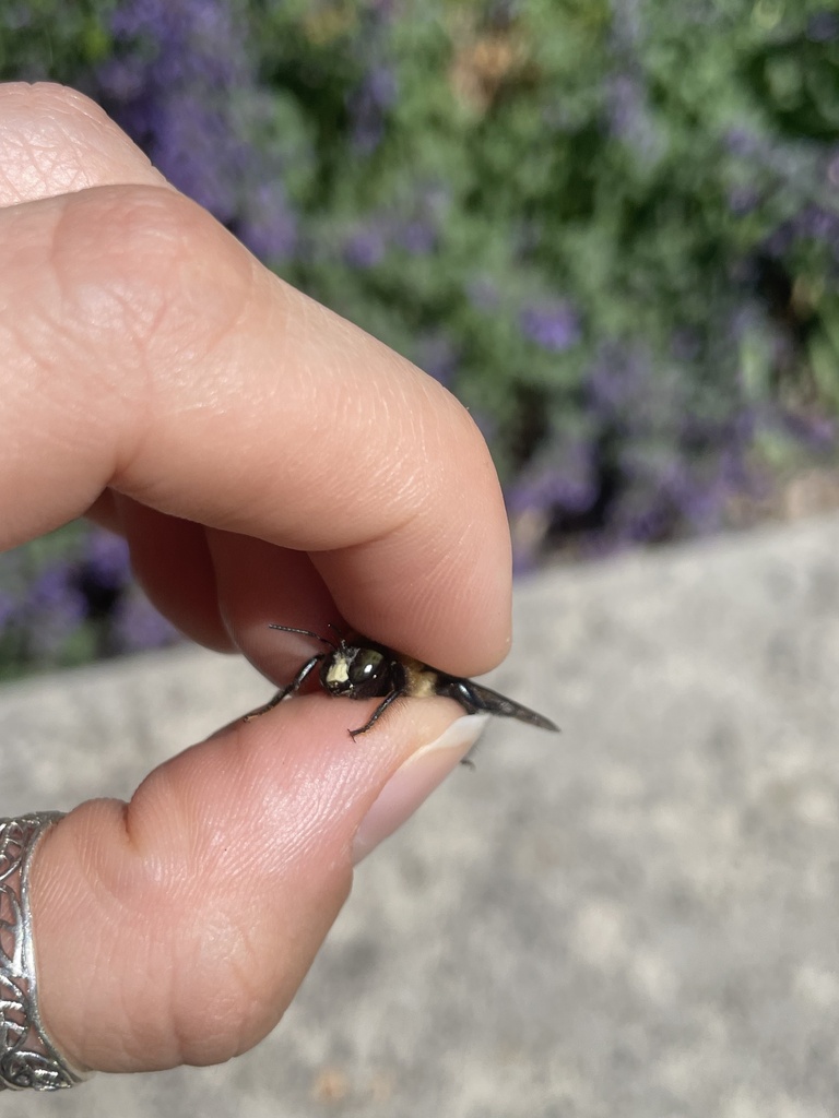 Eastern Carpenter Bee from KU Information Technology, Lawrence, KS, US ...