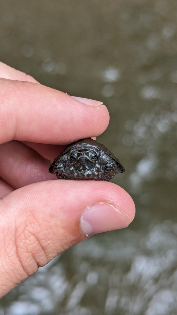 Eastern Musk Turtle from Farmville, VA 23901, USA on May 7, 2024 at 03: ...