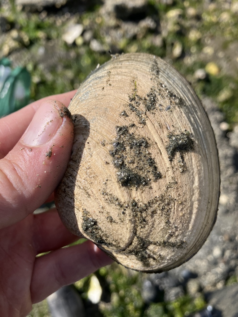 Butter Clam in May 2024 by Jeff Ward · iNaturalist