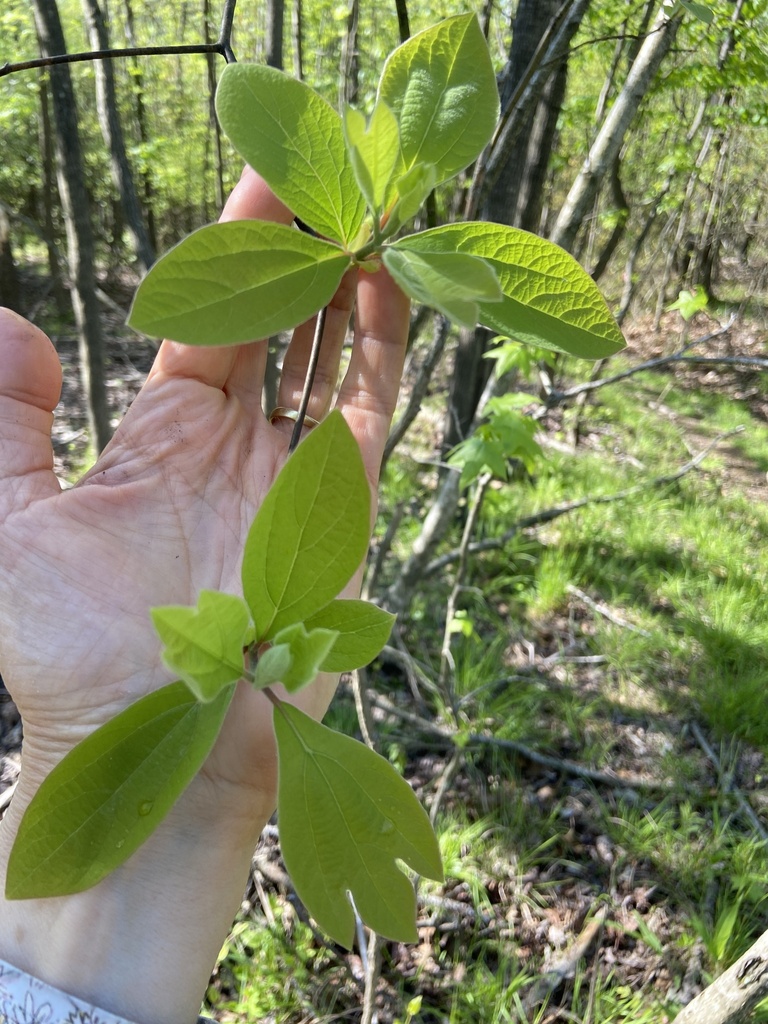 sassafras from Blood Root Valley, New York, NY, US on May 7, 2024 at 09 ...