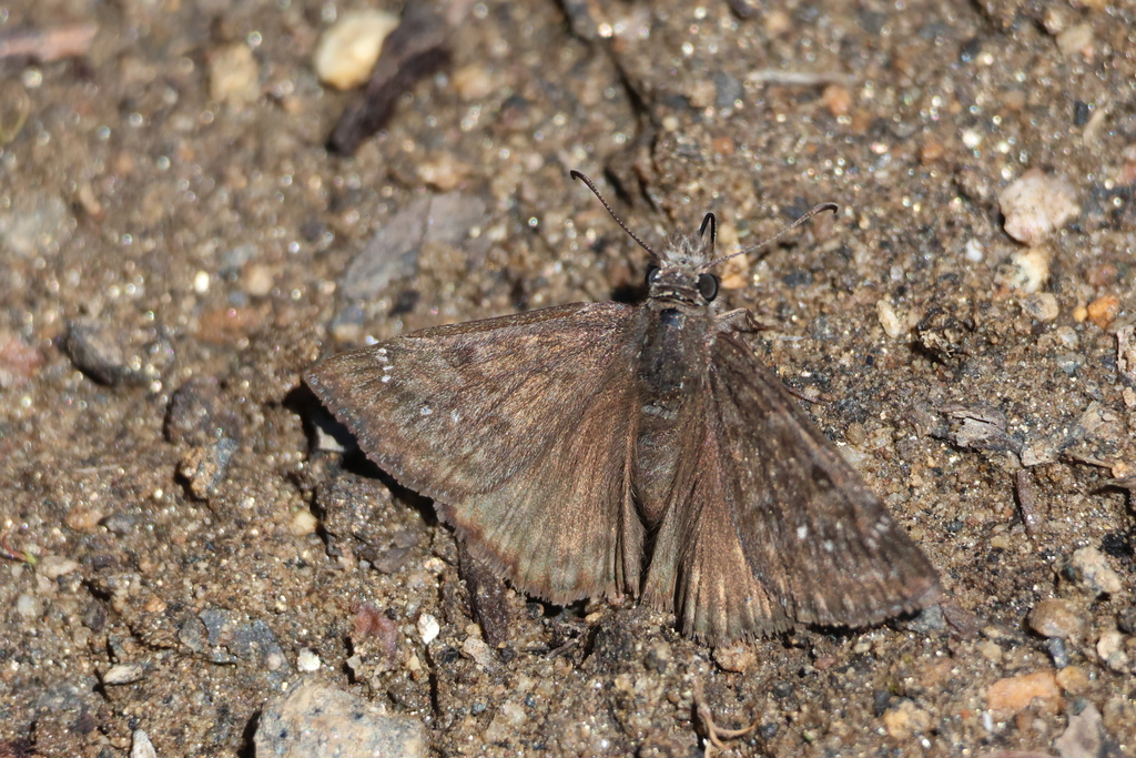 Propertius Duskywing from San Diego County, CA, USA on May 7, 2024 at ...