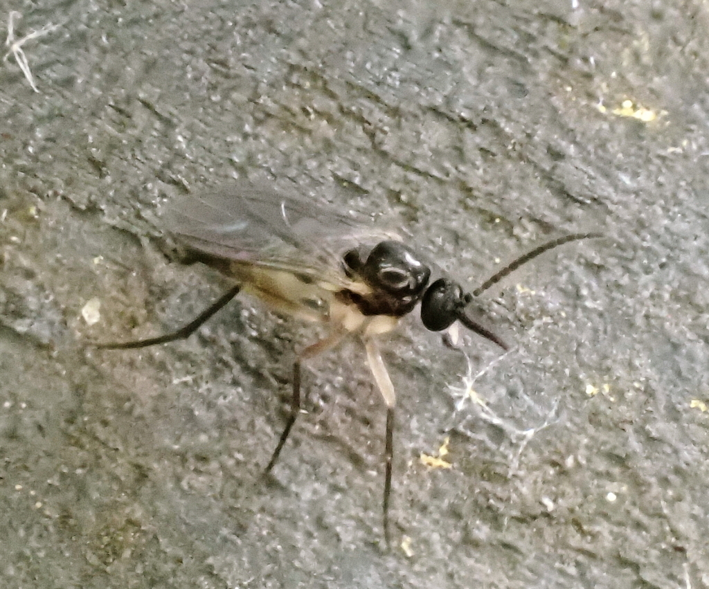 Dark-winged Fungus Gnats from Chesterfield County, VA, USA on May 07 ...