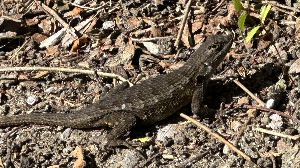 Western Fence Lizard from Circle Seven Dr, Glendale, CA, US on May 6 ...