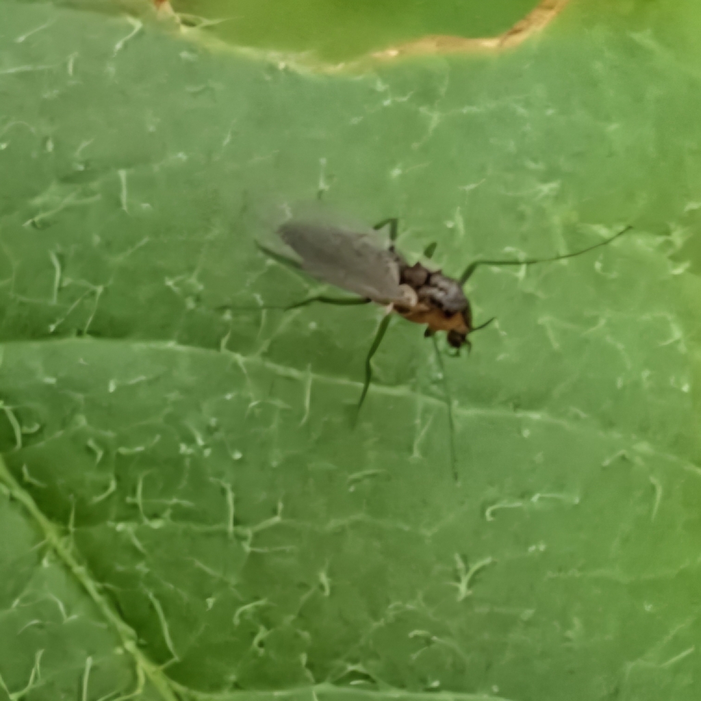 Winter Midges from Oakridge Park, Milton Keynes MK14 6GN, UK on May 1 ...