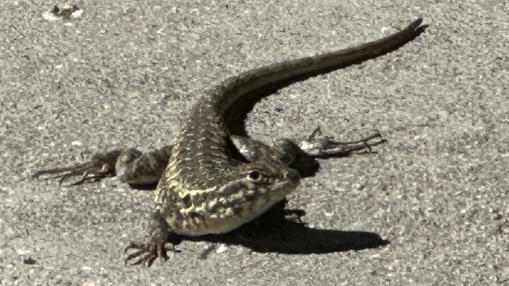 Western Side-blotched Lizard from Circle Seven Dr, Glendale, CA, US on ...