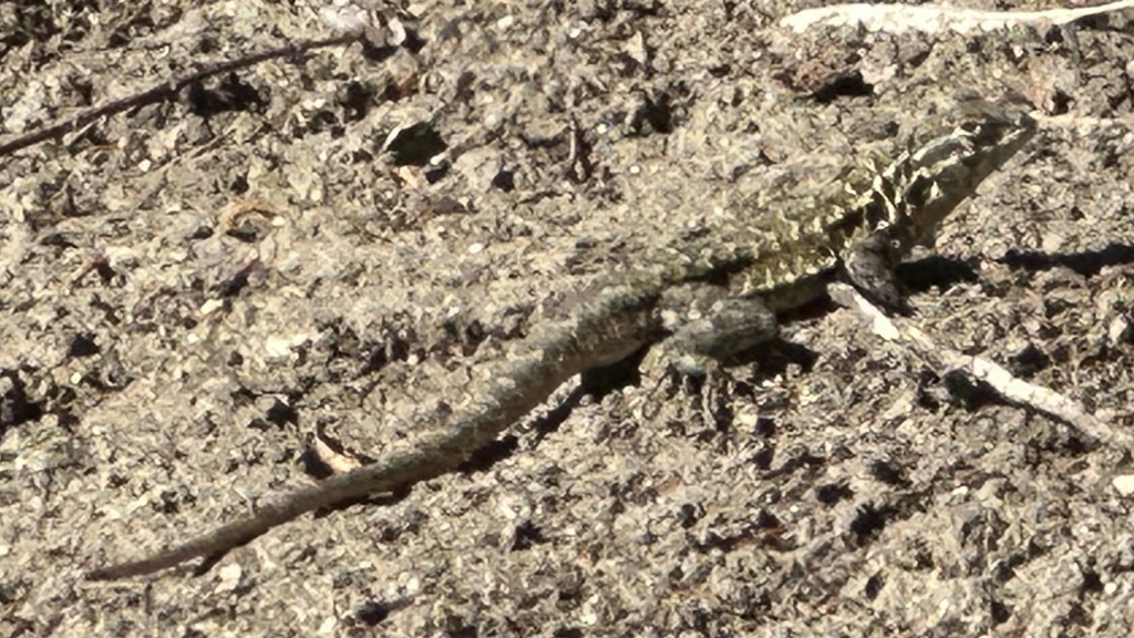 Western Side-blotched Lizard from Circle Seven Dr, Glendale, CA, US on ...