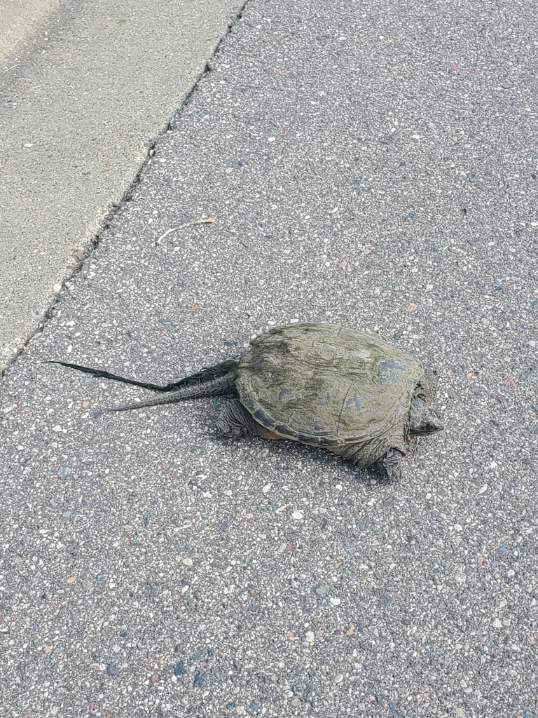 Common Snapping Turtle from Lakeville, MN, USA on May 7, 2024 at 05:12 ...