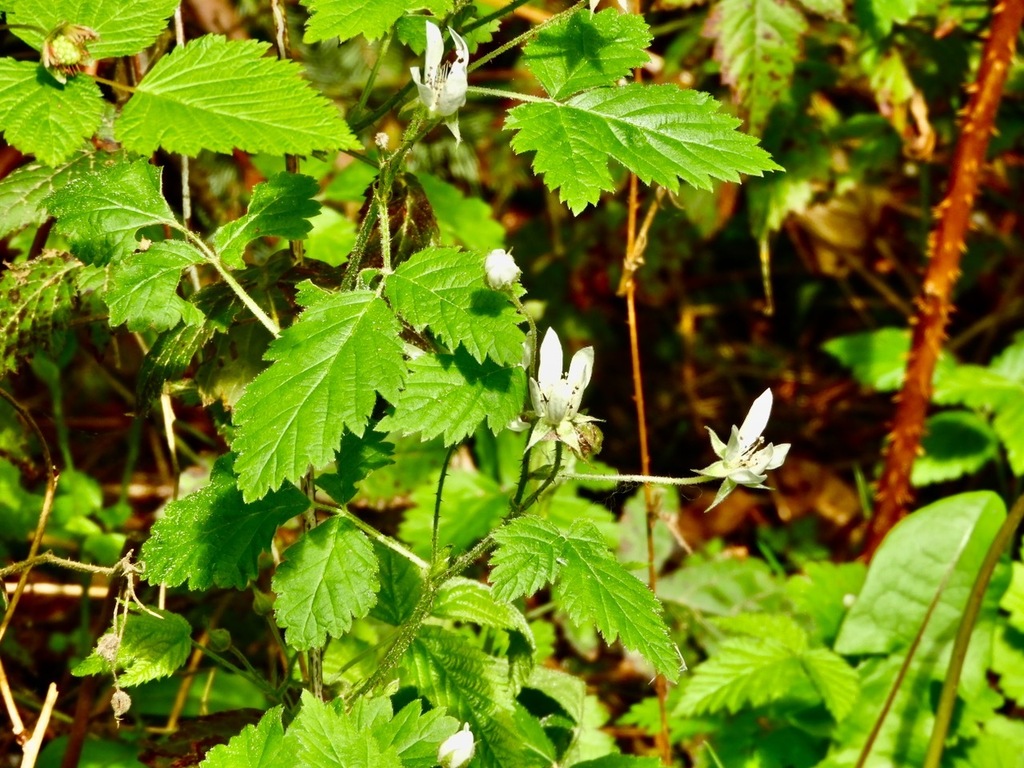 trailing blackberry from Edmonds, WA, USA on May 6, 2024 at 10:11 AM by ...