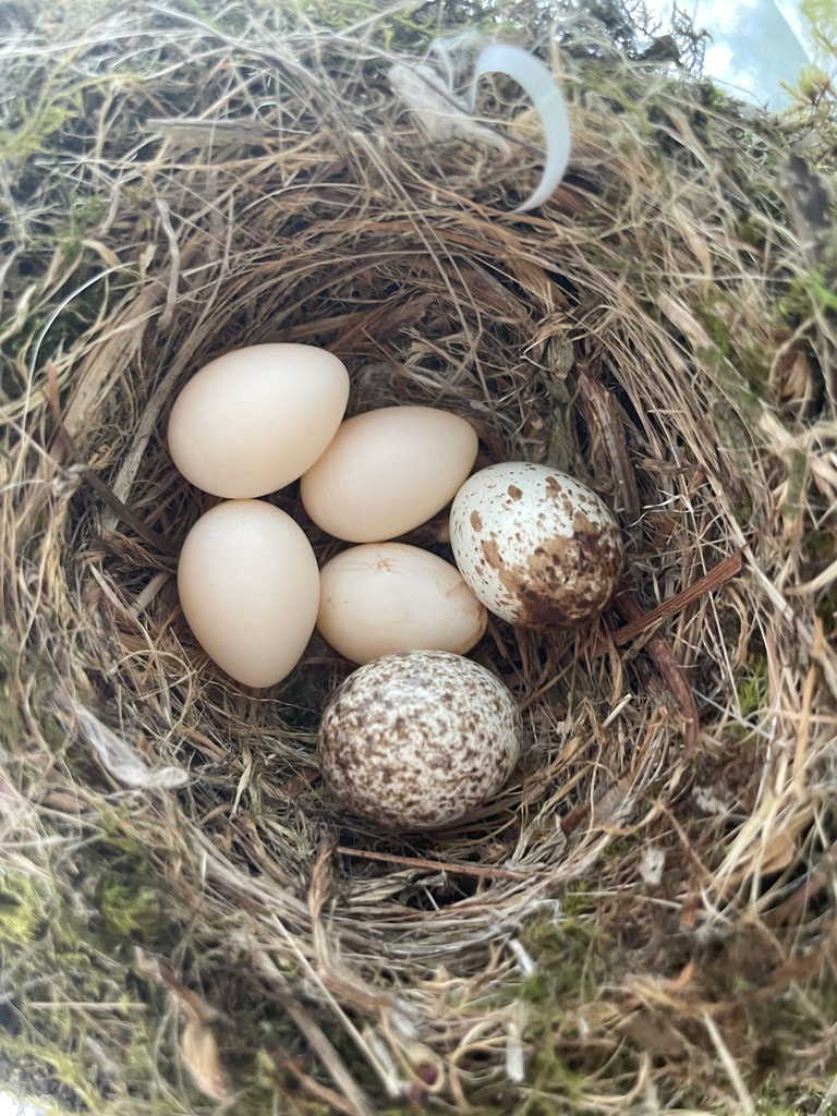 Eastern Phoebe from Deer Run Rd, Wilton, CT, US on May 7, 2024 at 04:23 ...