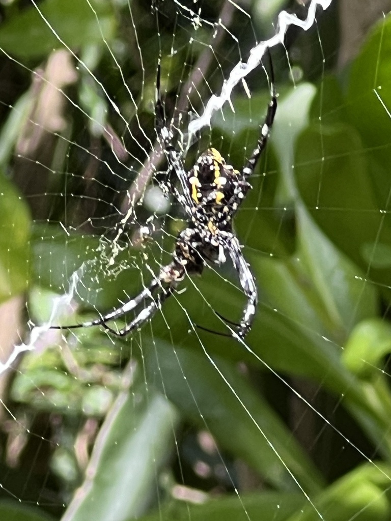 Hawaiian Garden Spider from Napoopoo Beach Park, Honaunau, HI, US on ...