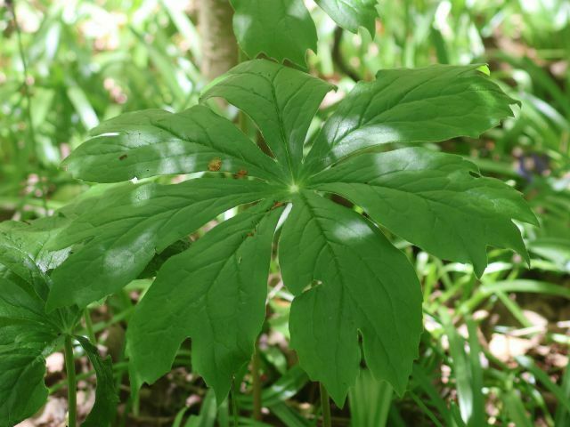 mayapple from Muttontown, NY, USA on May 7, 2024 at 12:44 PM by ...