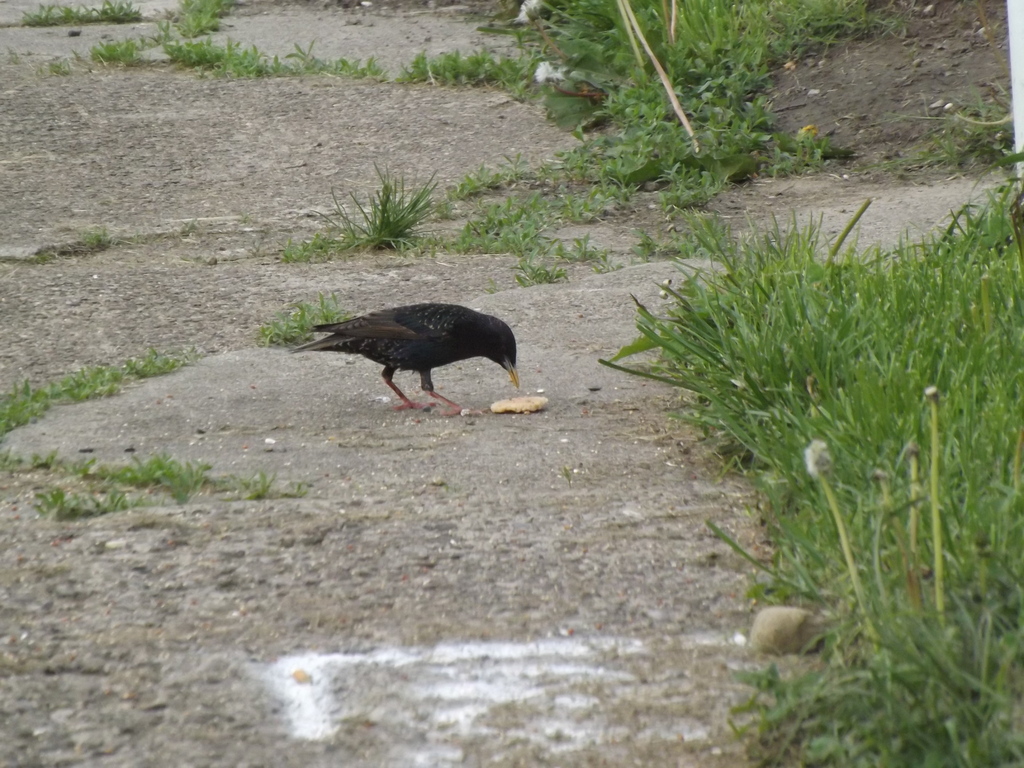 European Starling from Meadville, PA 16335, USA on May 6, 2024 at 06:09 ...