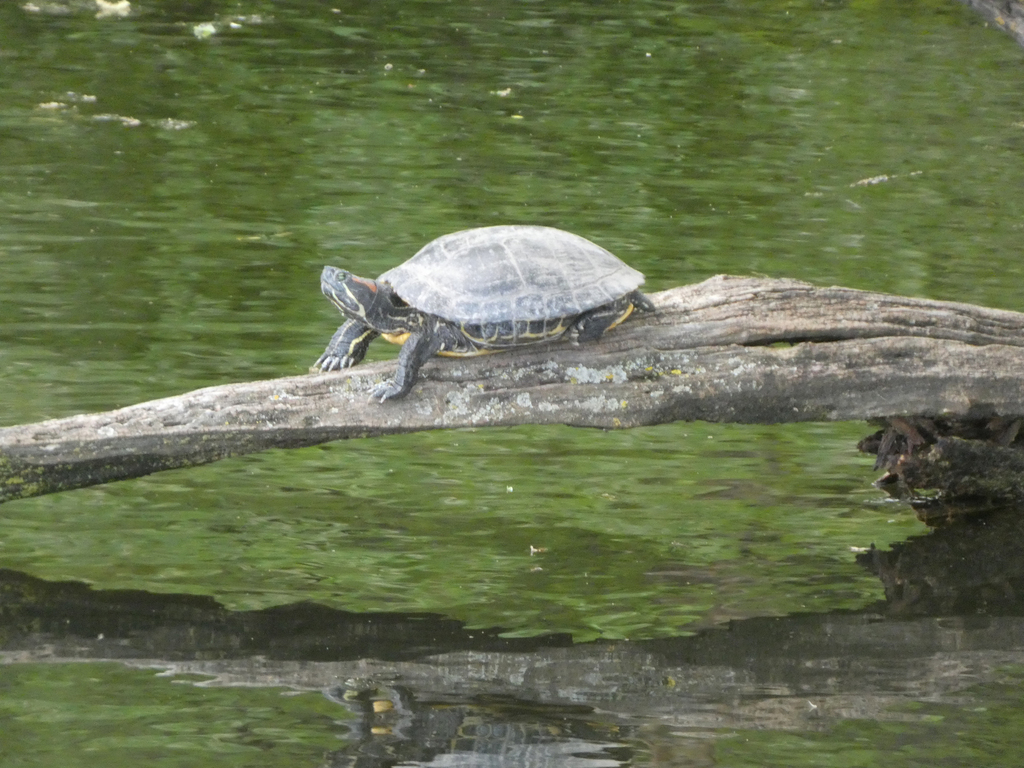 Painted Turtle from South Central Omaha, Omaha, NE, USA on May 7, 2024 ...