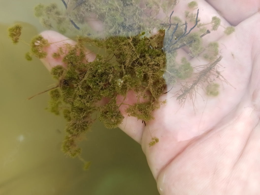 Dwarf Stonewort in May 2024 by roman_romanov · iNaturalist