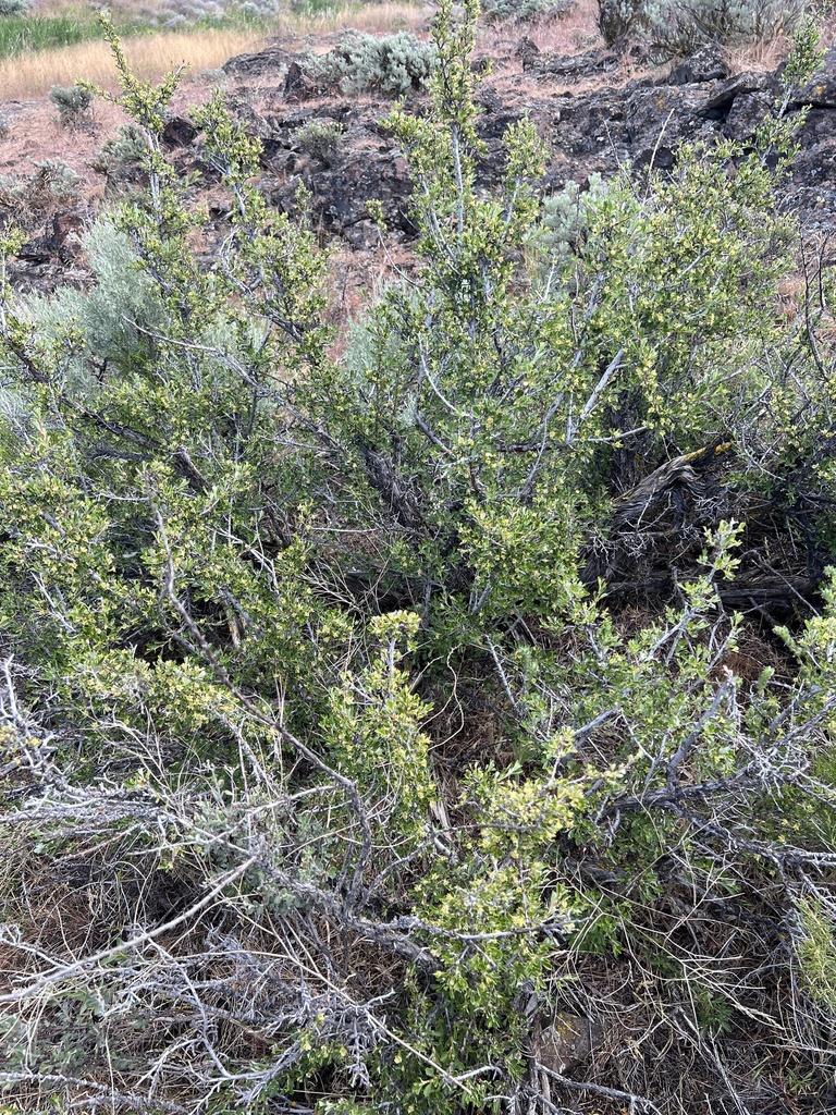 Antelope Bitterbrush from Grant County, WA, USA on May 6, 2024 at 12:25 ...