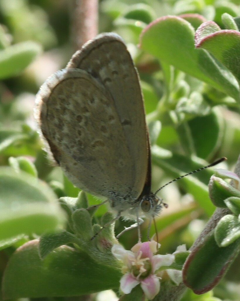 Lesser Grass Blue from Aireys Inlet VIC 3231, Australia on February 22 ...