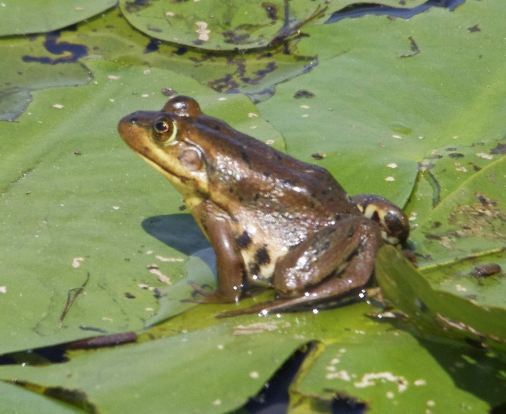 Carpenter Frog (Lithobates virgatipes) (Wildlife of the United States ...
