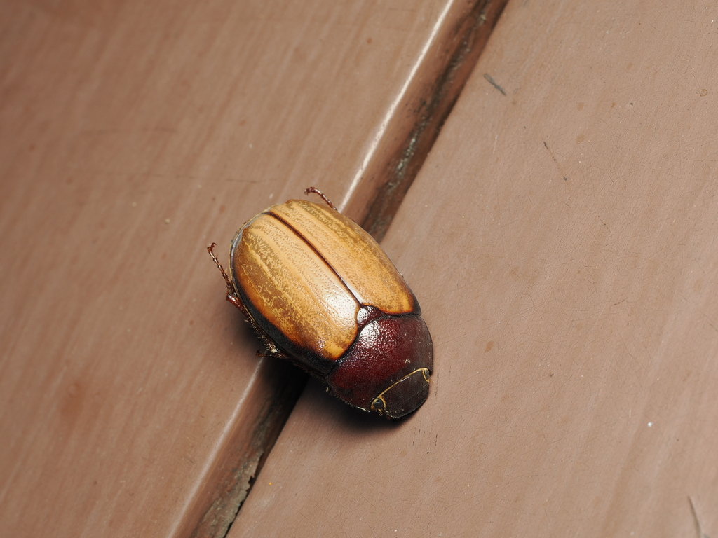 Exopholis from 馬來西亞沙巴昆達山 on April 28, 2024 at 09:25 PM by 尤冠智 · iNaturalist