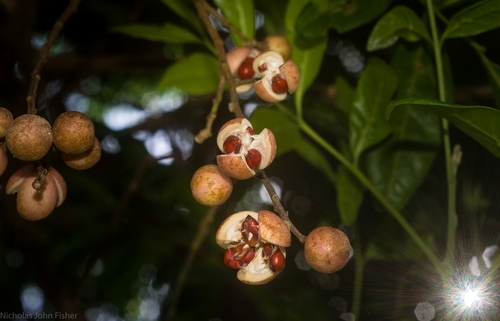 Rosewood (Dysoxylum fraserianum) · iNaturalist