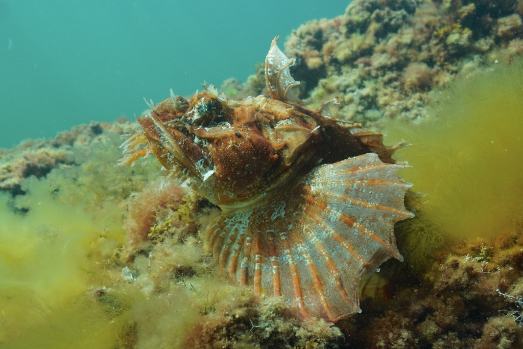 Sea Raven from Sandy Cove, Halifax, NS, CA on May 7, 2024 at 04:53 PM ...