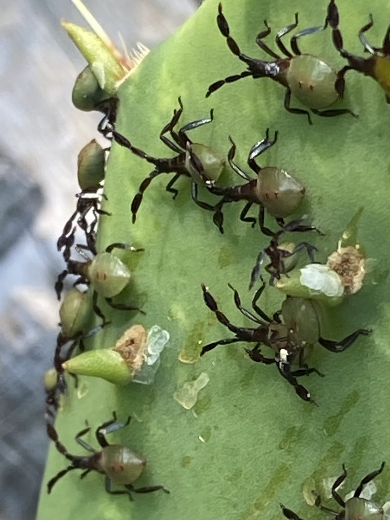 Cactus Coreid Bug from Green Acres Farm Memorial Park, Flower Mound, TX ...