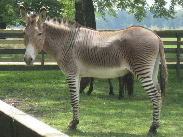 Odd-toed Ungulates (Perissodactyla) - Know Your Mammals