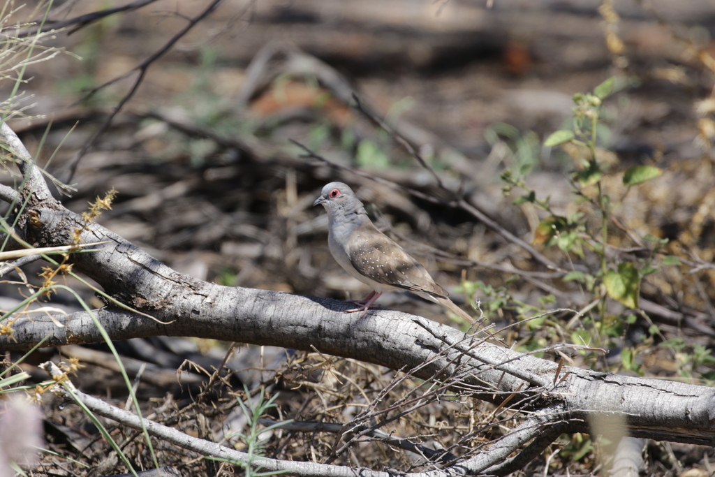 Diamond Dove from Petermann NT 0872, Australia on October 4, 2023 at 02 ...