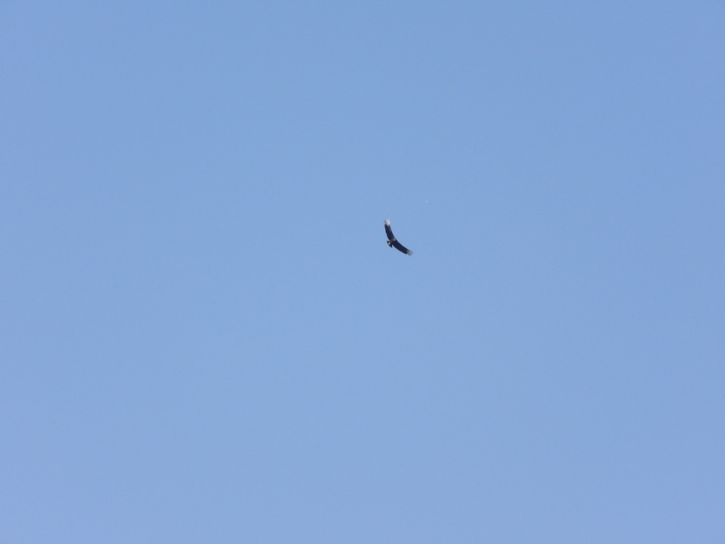 Black Vulture from Johnson County, IL, USA on May 4, 2024 at 10:46 AM ...