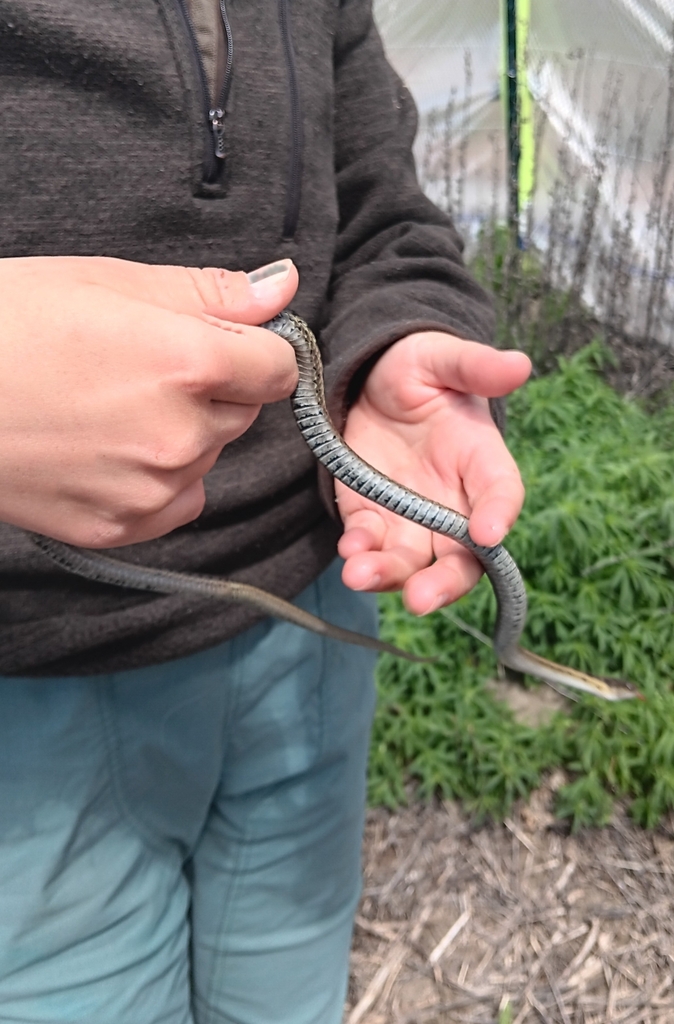 Western Terrestrial Garter Snake from Warden, WA 98857, USA on May 7 ...
