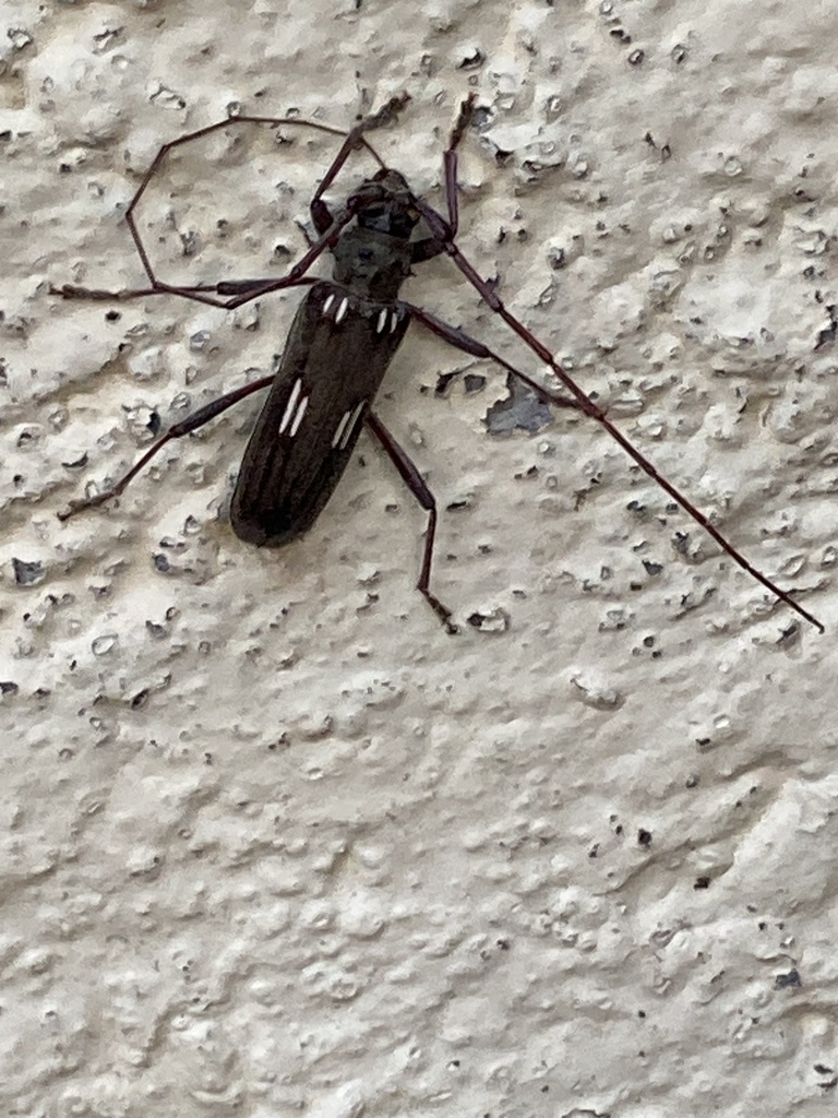Susuacanga rotundipenne from Calle Agua Cristalina, Tlalpan, CDMX, MX ...
