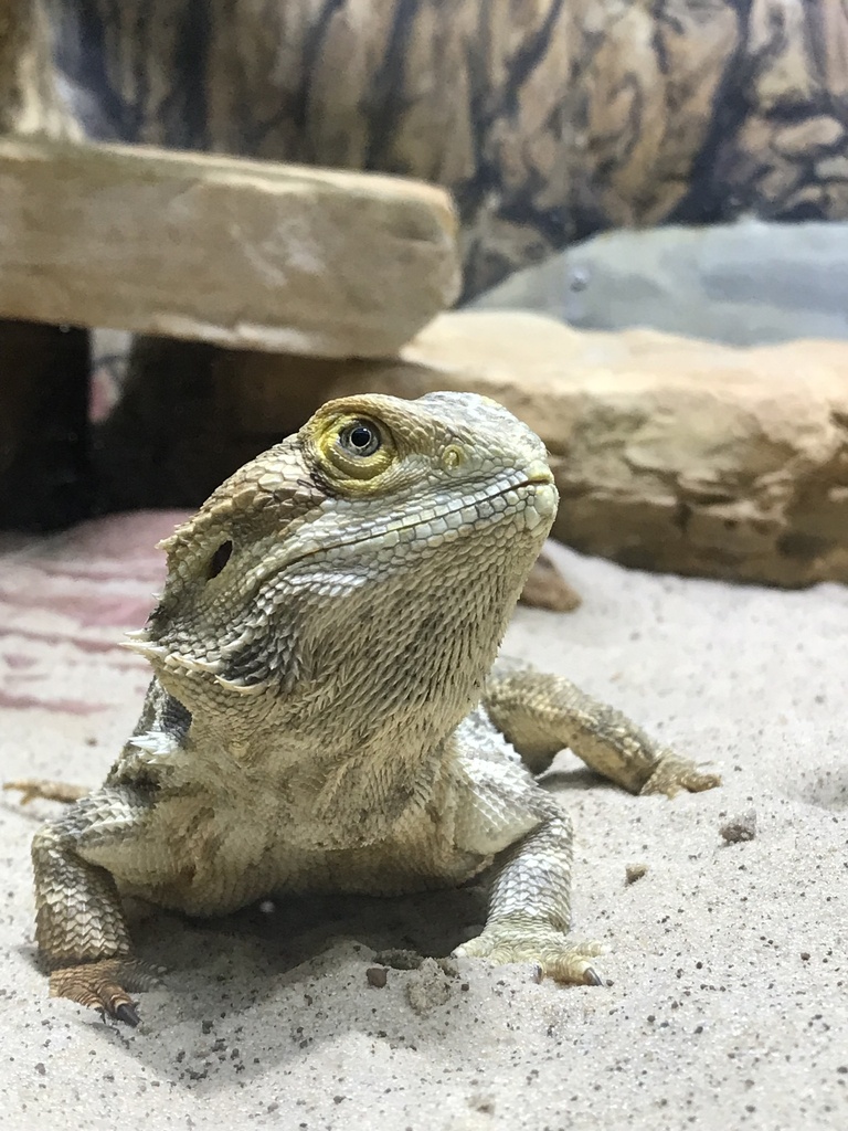 Central Bearded Dragon from Avenida Vital Brasil, São Paulo, SP, BR on ...