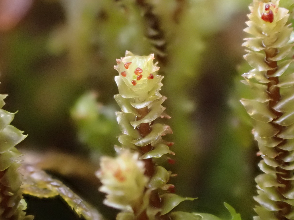 Orkney Notchwort (Anastrepta orcadensis) - Botanical Realm